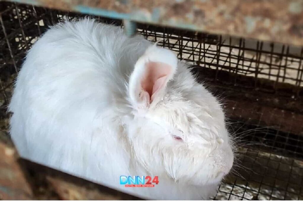 The Premier Rabbit Breeding Farm in Jammu and Kashmir - DNN24