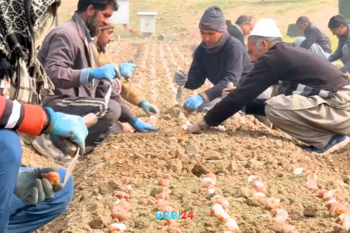 Kashmir’s Floral Spectacle: The 2026 Tulip Show To Bloom With 1.8 ...